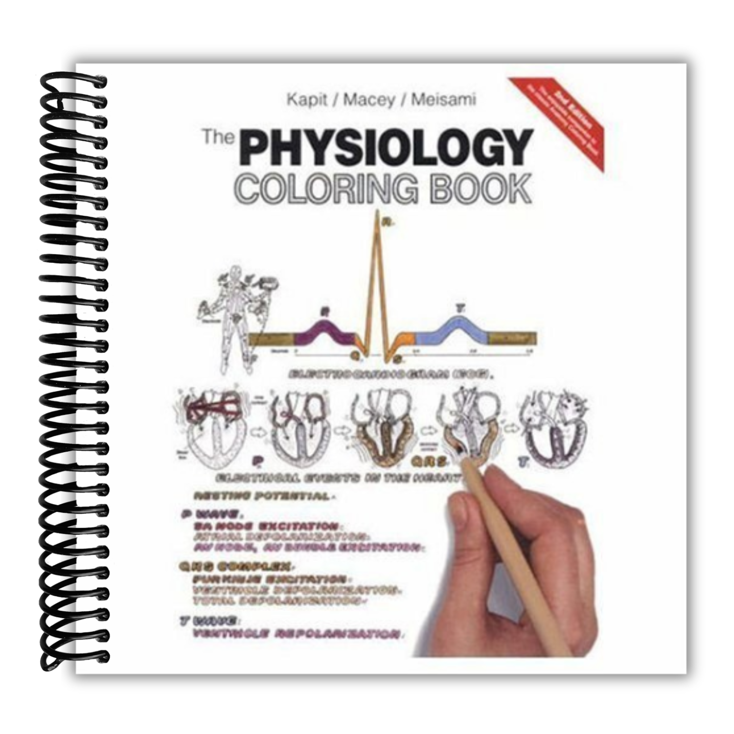 The Physiology Coloring Book, 2nd Edition (Spiral Bound) – Lay it Flat ...